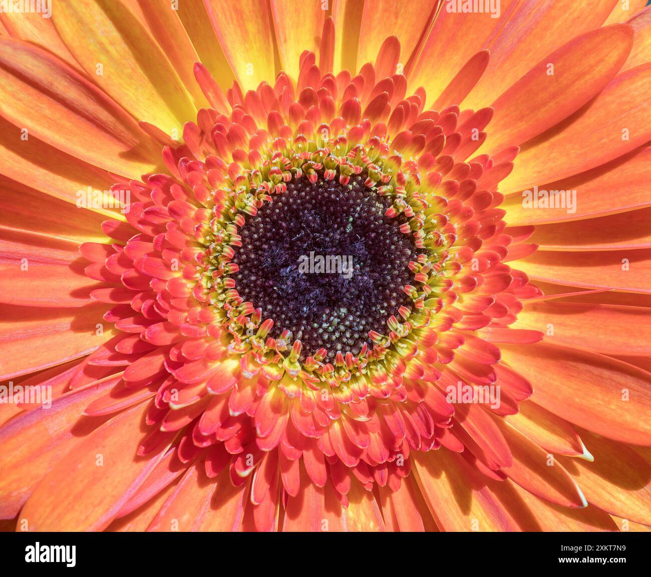 Gerbera patio volcanoes hi-res stock photography and images - Alamy