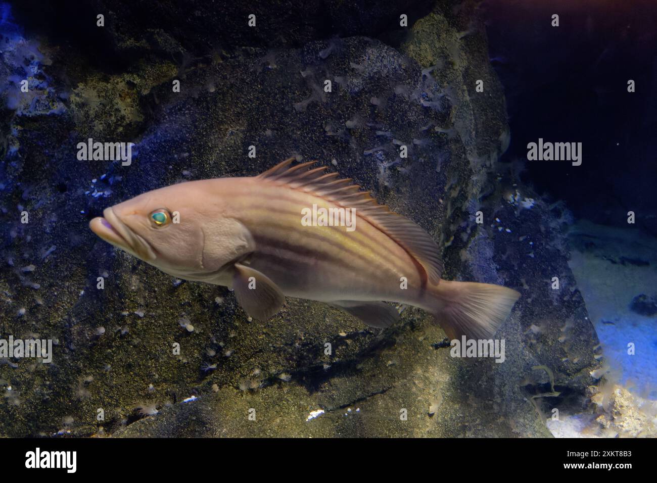 Golden Grouper