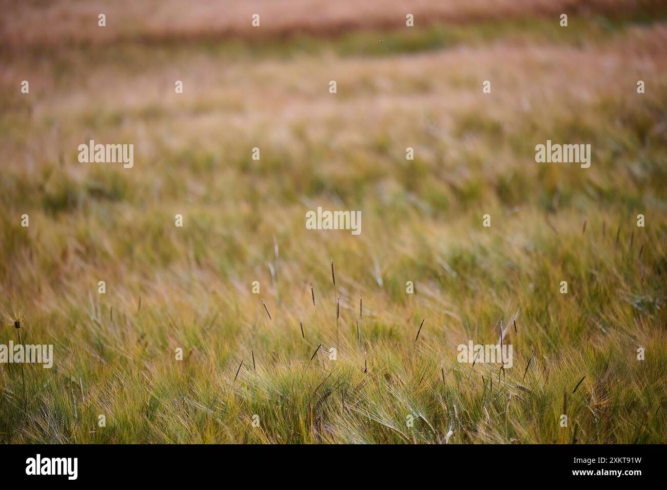 wheat stems in yellow wheat field in sunshine with no other background ...