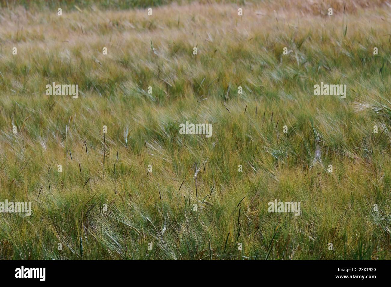 wheat stems in green wheat field in sunshine with no other background ...