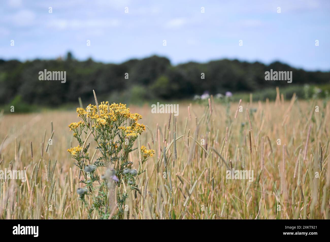 Lined groundsel hi-res stock photography and images - Alamy
