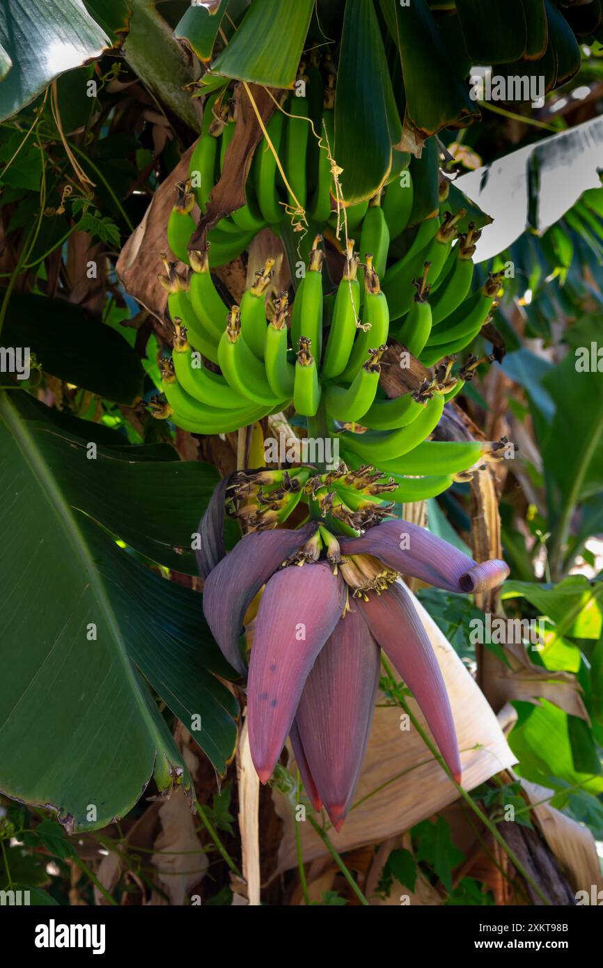 Bunch on banana on a tree, still growing in one of the gardens of ...
