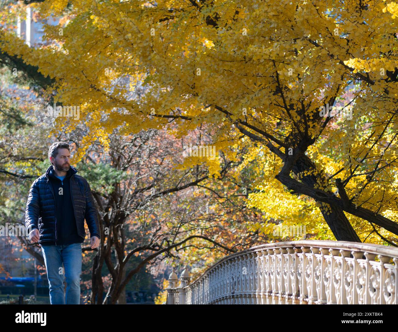 Man walking in the park with autumn nature and fall trees on alley ...