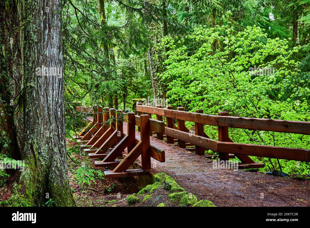 Lush greenery along rainforest trail hi-res stock photography and ...