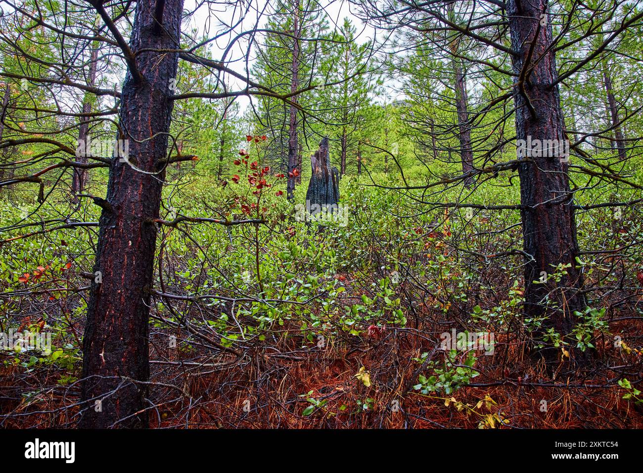 Burned Pine Trees and Green Underbrush in Deschutes Forest Eye-Level ...