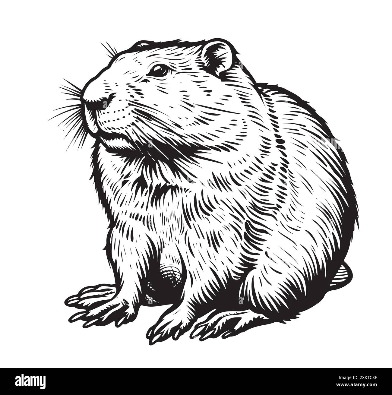 Beaver vector black and white line drawing Stock Vector Image & Art - Alamy