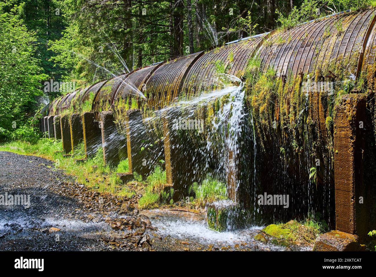 Moss-Covered Water Pipe in Lush Forest with Flowing Water at Eye-Level ...