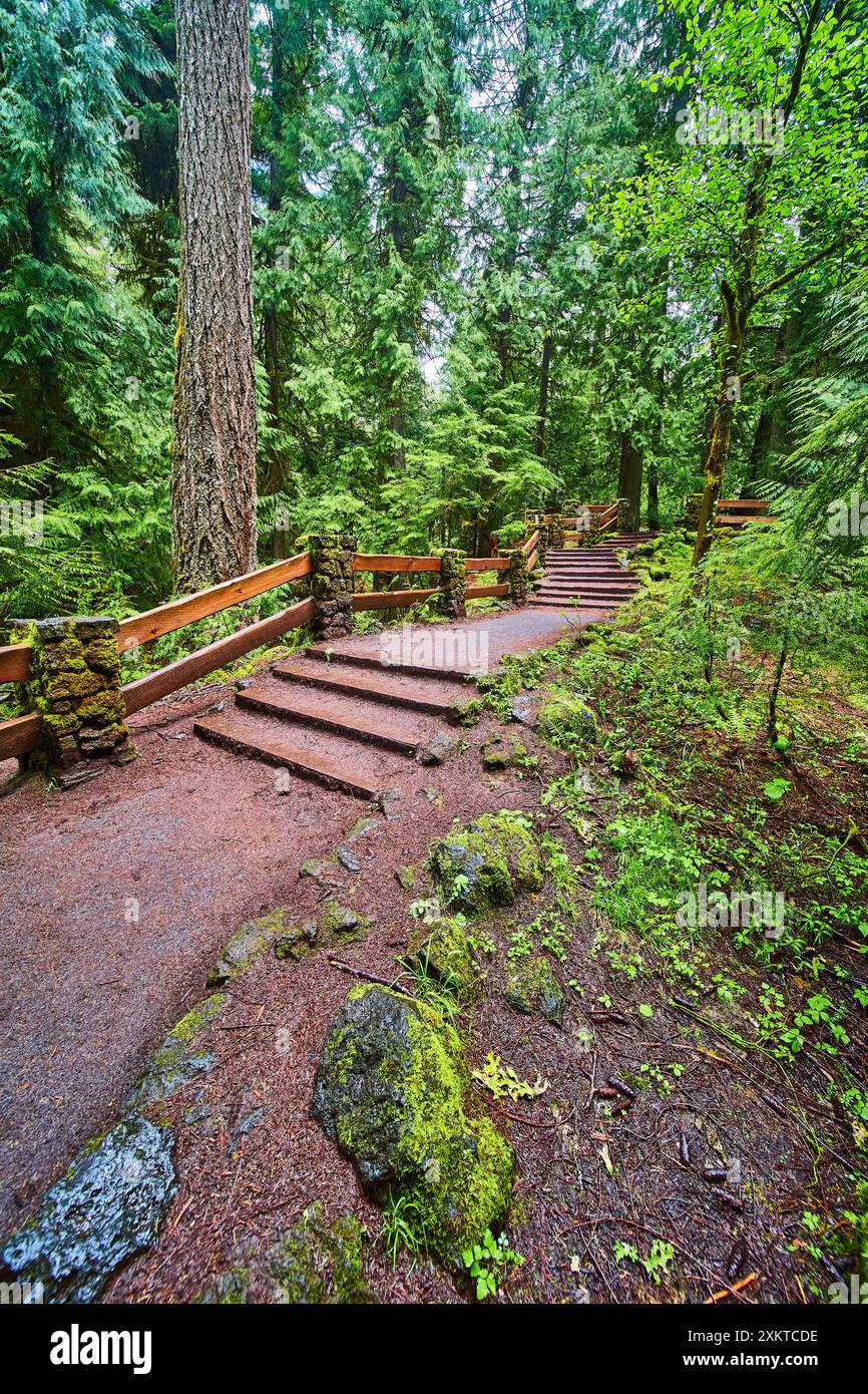 Tranquil Forest Pathway with Wooden Stairs Eye-Level Perspective Stock ...