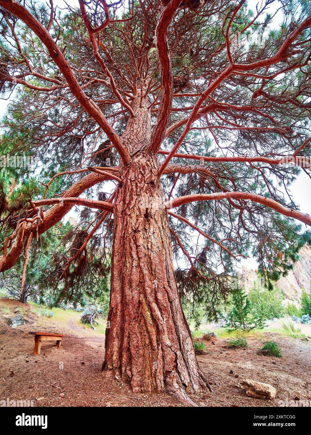 Majestic Pine Tree at Smith Rock State Park Low Upward Perspective ...