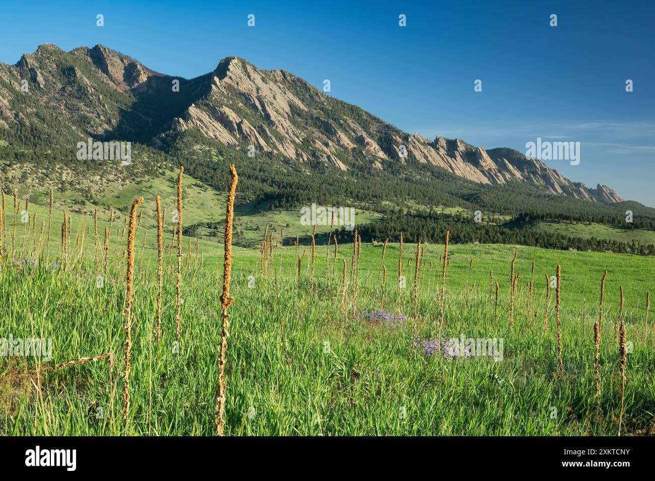 Flatirons wildflowers hi-res stock photography and images - Alamy