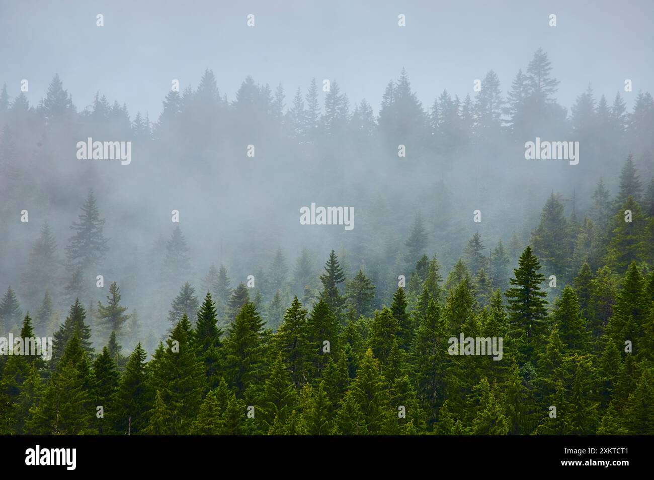 Layered canopy hi-res stock photography and images - Alamy
