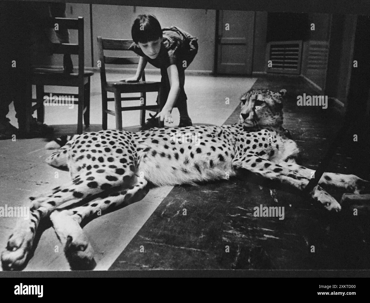 1985 Boy petting a live cheetah at an elementary school during a visit ...