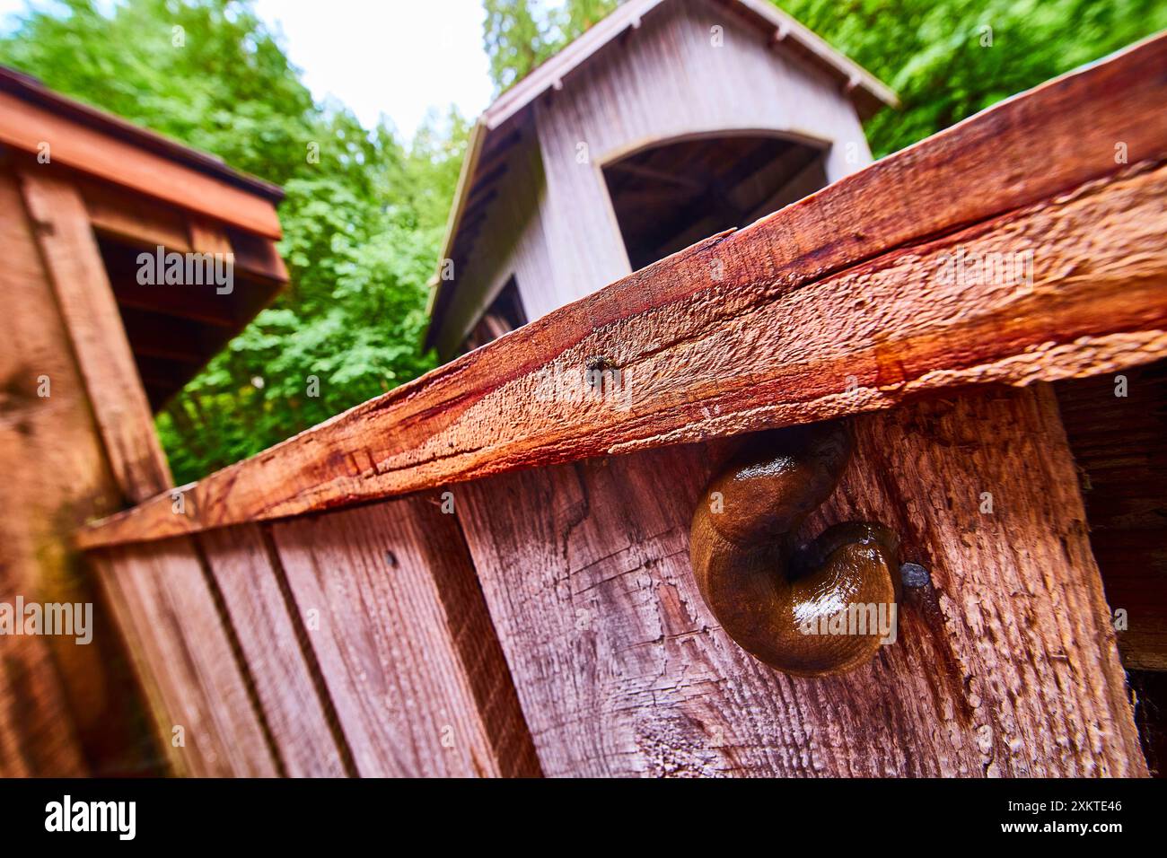 Large Slug on Textured Wooden Gate and Latch in Lush Forest Close-Up ...