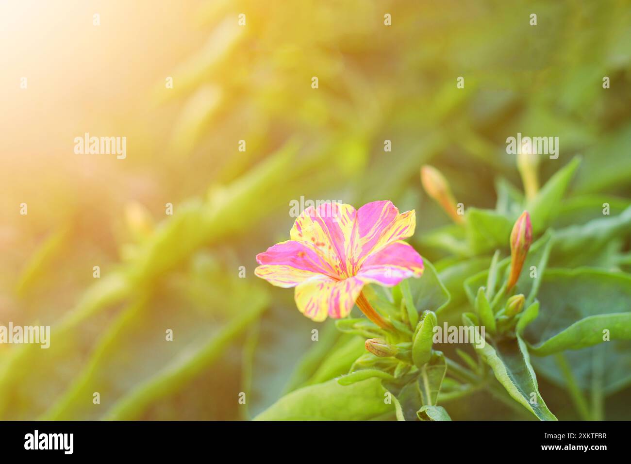 Blossom bright pink and yellow four o'clock flowers bloom gracefully ...