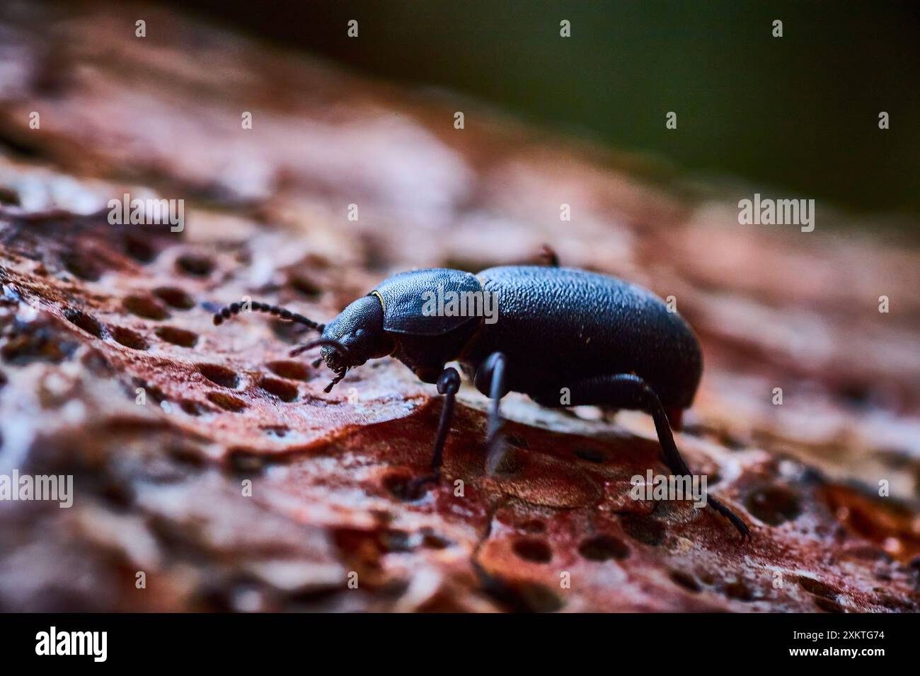 Robust black beetle hi-res stock photography and images - Alamy