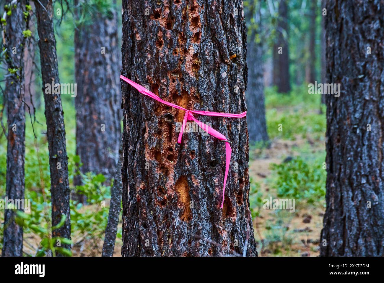 Burnt Tree with Pink Ribbon in Dense Forest at Eye-Level Focus Stock ...