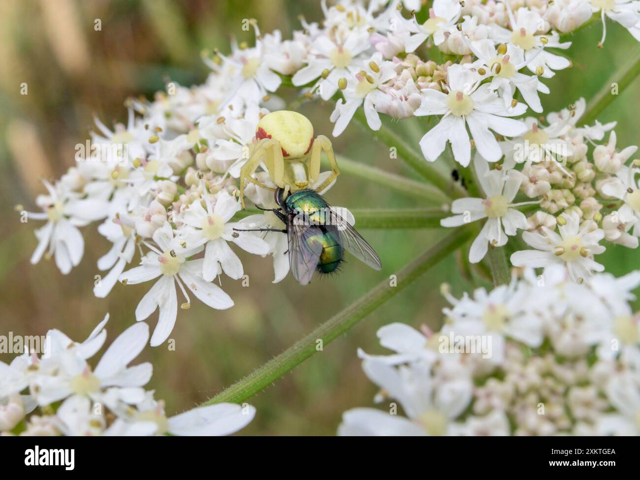 Flower Crab Spider (Misumena vatia) with a Greenbottle (Lucilia ...