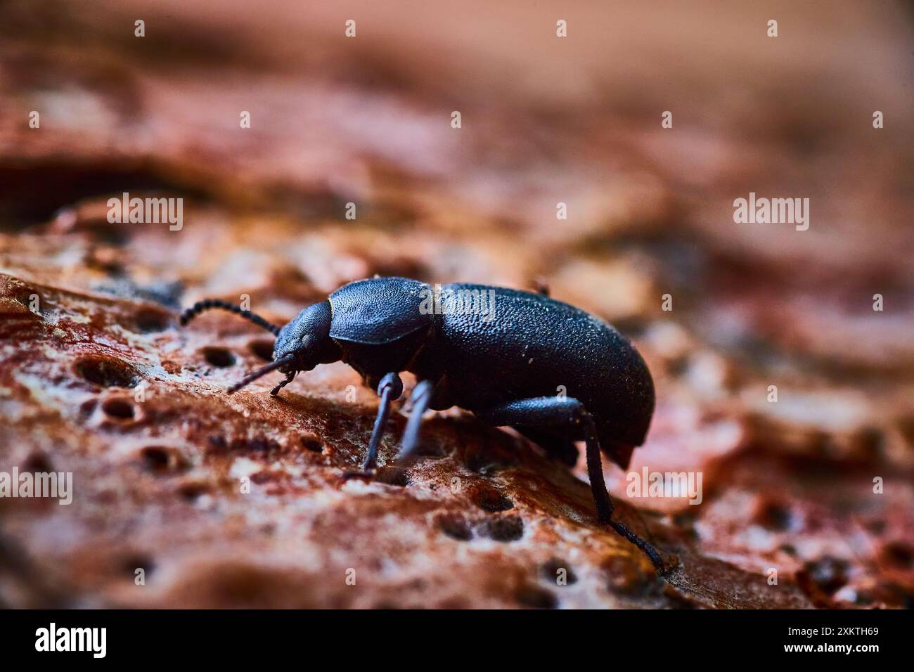Glossy black exoskeleton hi-res stock photography and images - Alamy