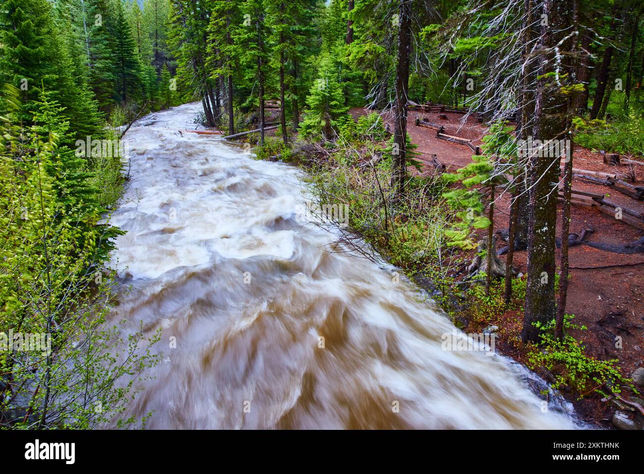Rushing River Through Evergreen Forest with Logs and Branches Stock ...