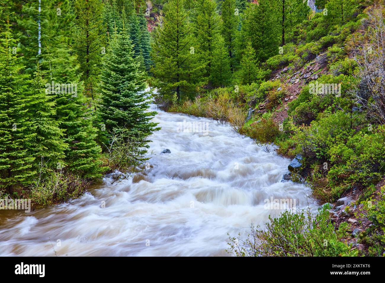 Rushing River Through Evergreen Forest at Eye Level Stock Photo - Alamy