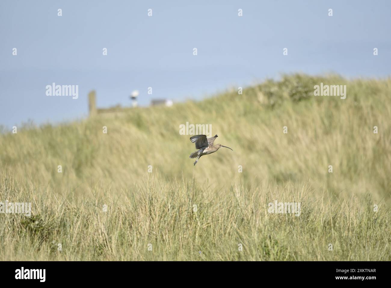 Long legs up hi-res stock photography and images - Alamy