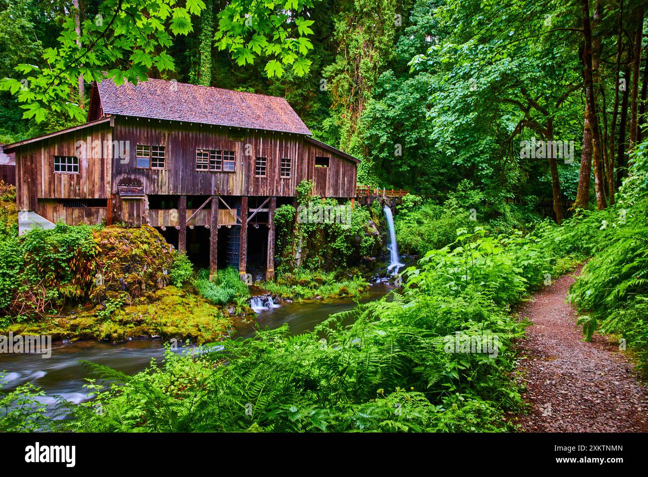 Rustic Watermill and Ferns in Lush Temperate Rainforest with Flowing ...