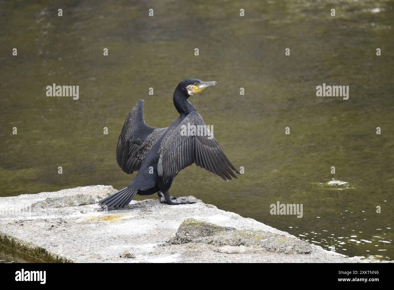 Half in and half out water hi-res stock photography and images - Alamy