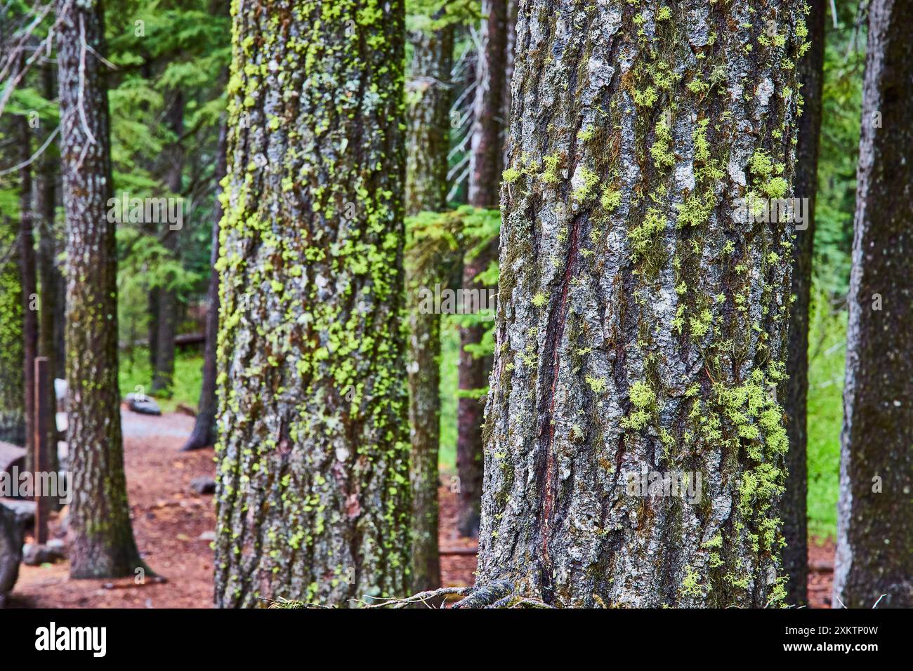 Ancient moss covered tree in dense forest hi-res stock photography and ...