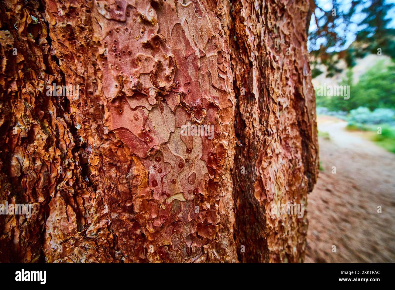 Pine Tree Bark Texture with Water Droplets Close-up Focus Stock Photo ...