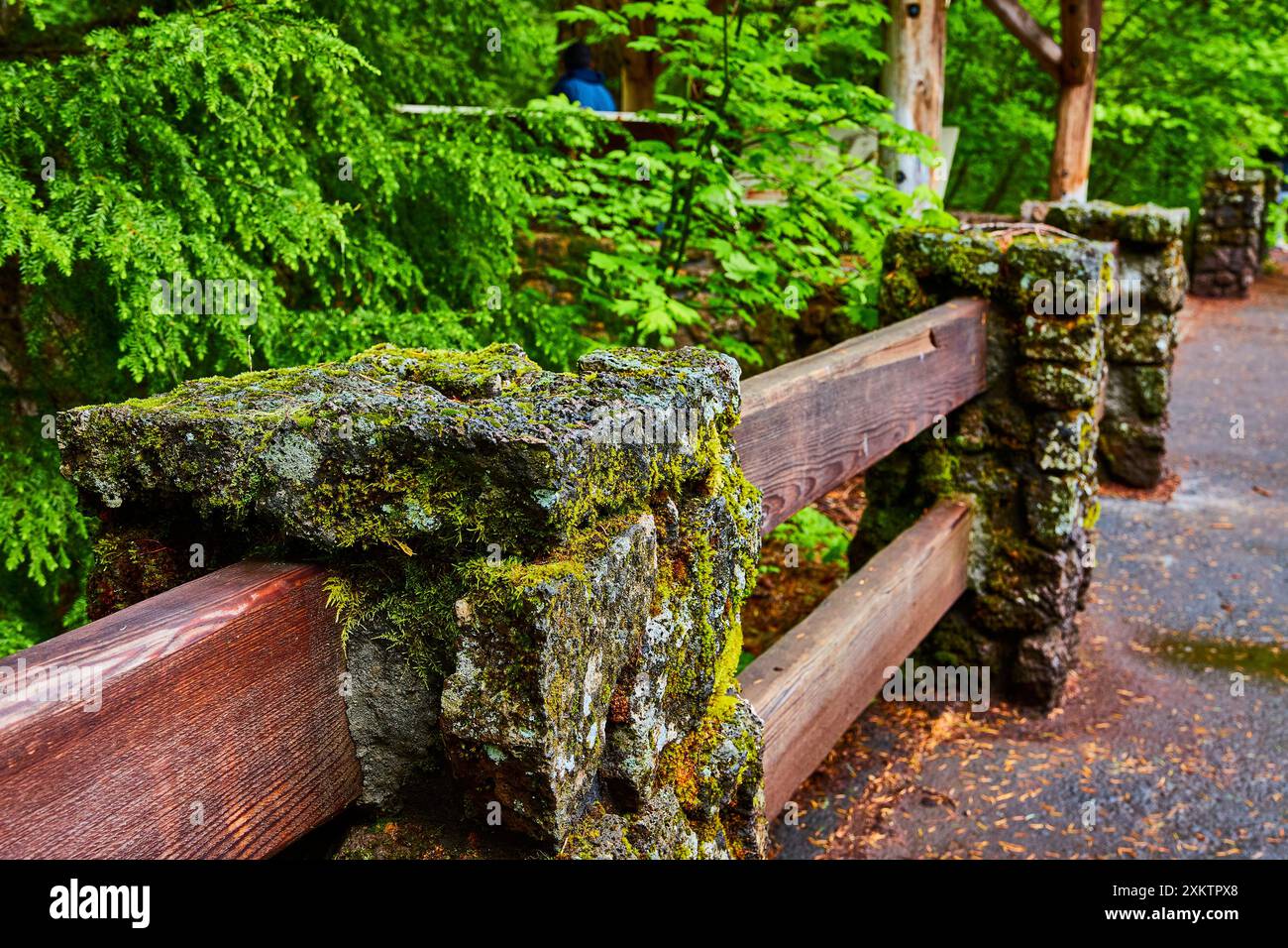 Rustic Mossy Fence Along Damp Forest Path with Figure in Blue Stock ...