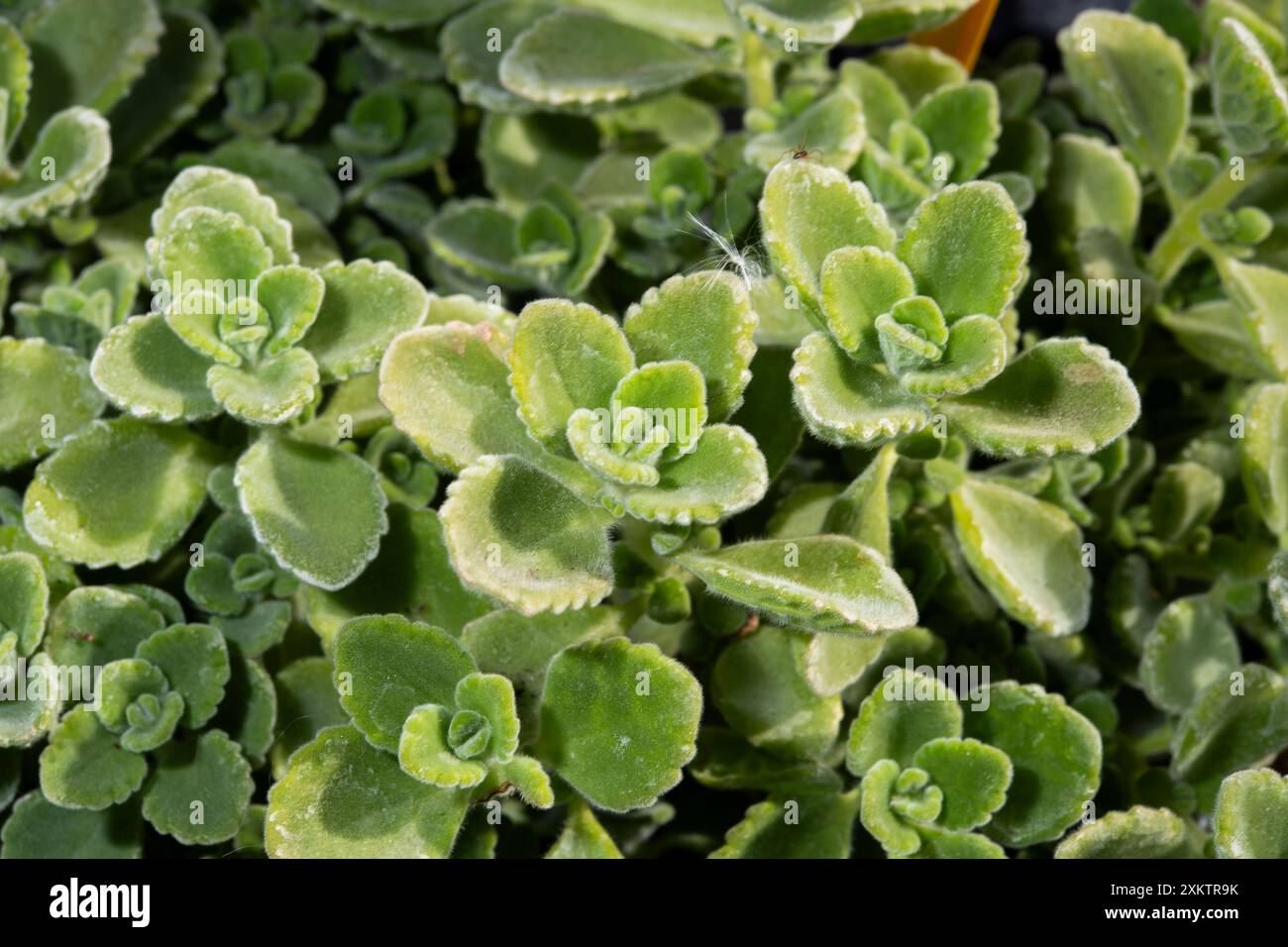 Indian borage, Plectranthus amboinicus, Lamiaceae, India, Asia Stock ...