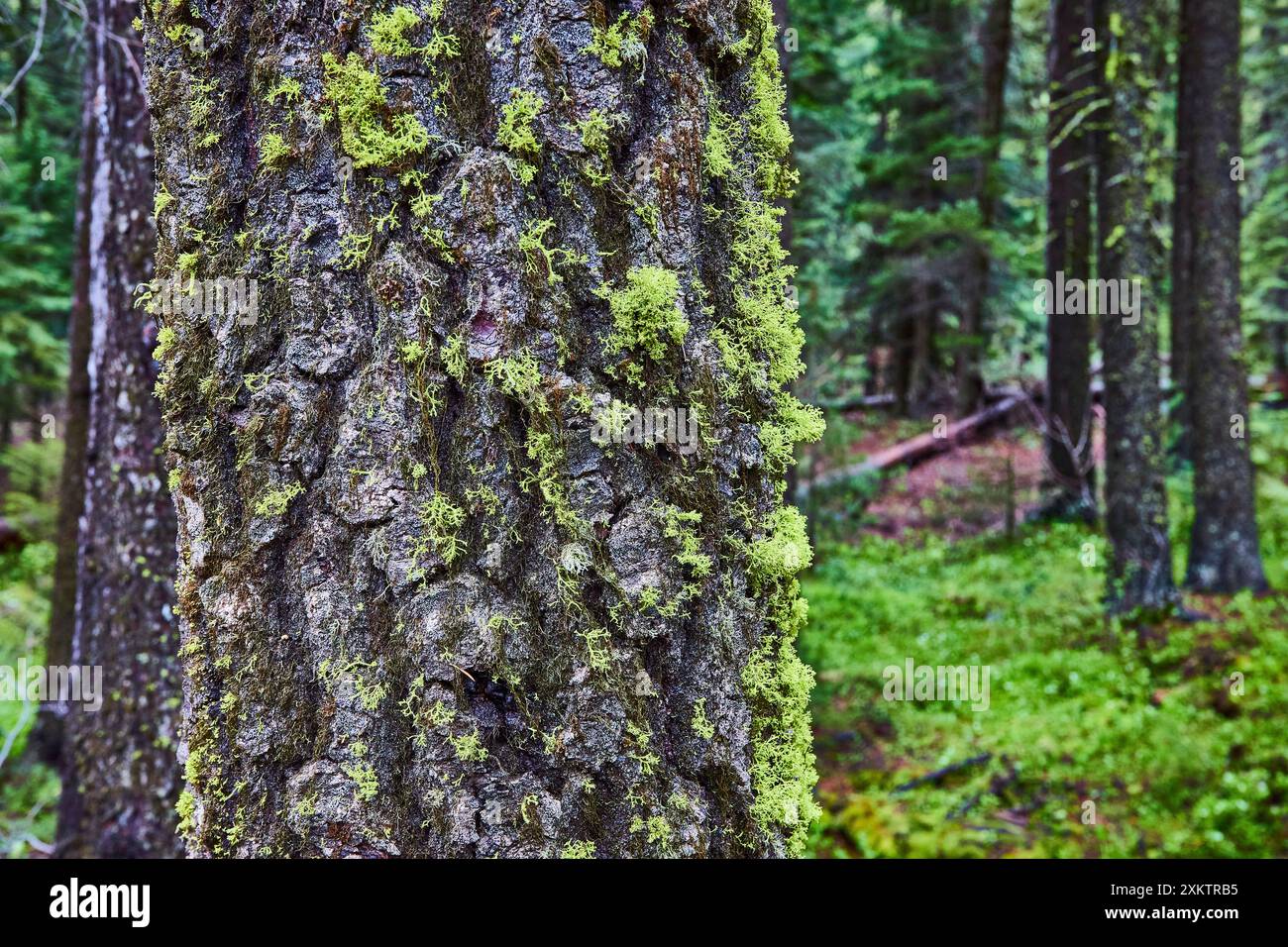 Tree Bark with Moss and Lichens Close-Up in Dense Forest Stock Photo ...