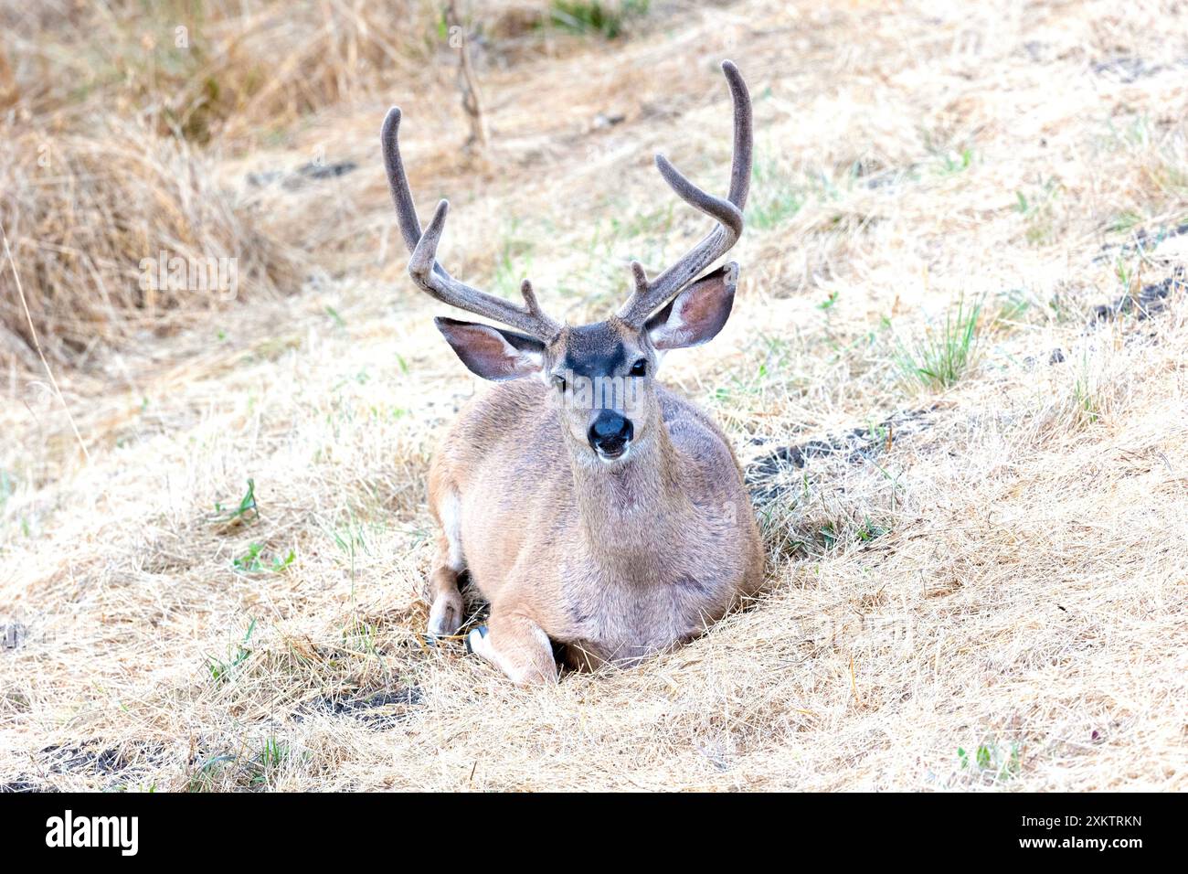 Dead buck hi-res stock photography and images - Alamy
