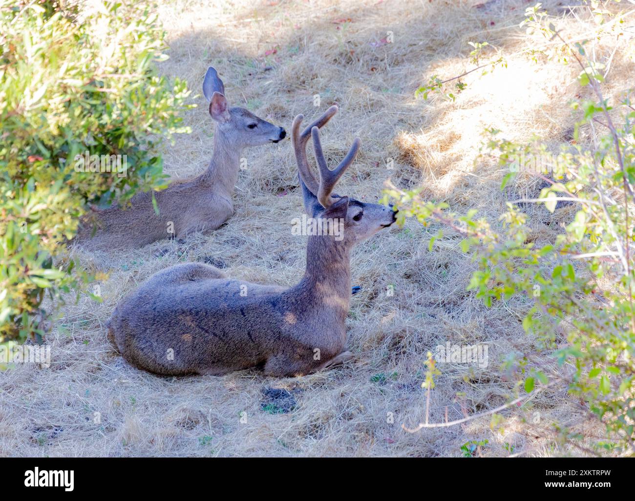 Black tailed Deer Buck and Doe Laying Down Stock Photo - Alamy