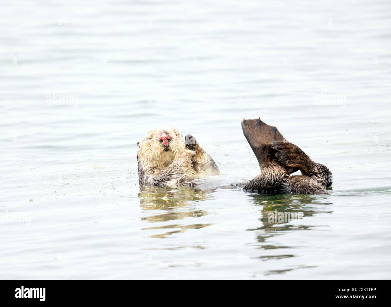 Female sea otter hi-res stock photography and images - Alamy