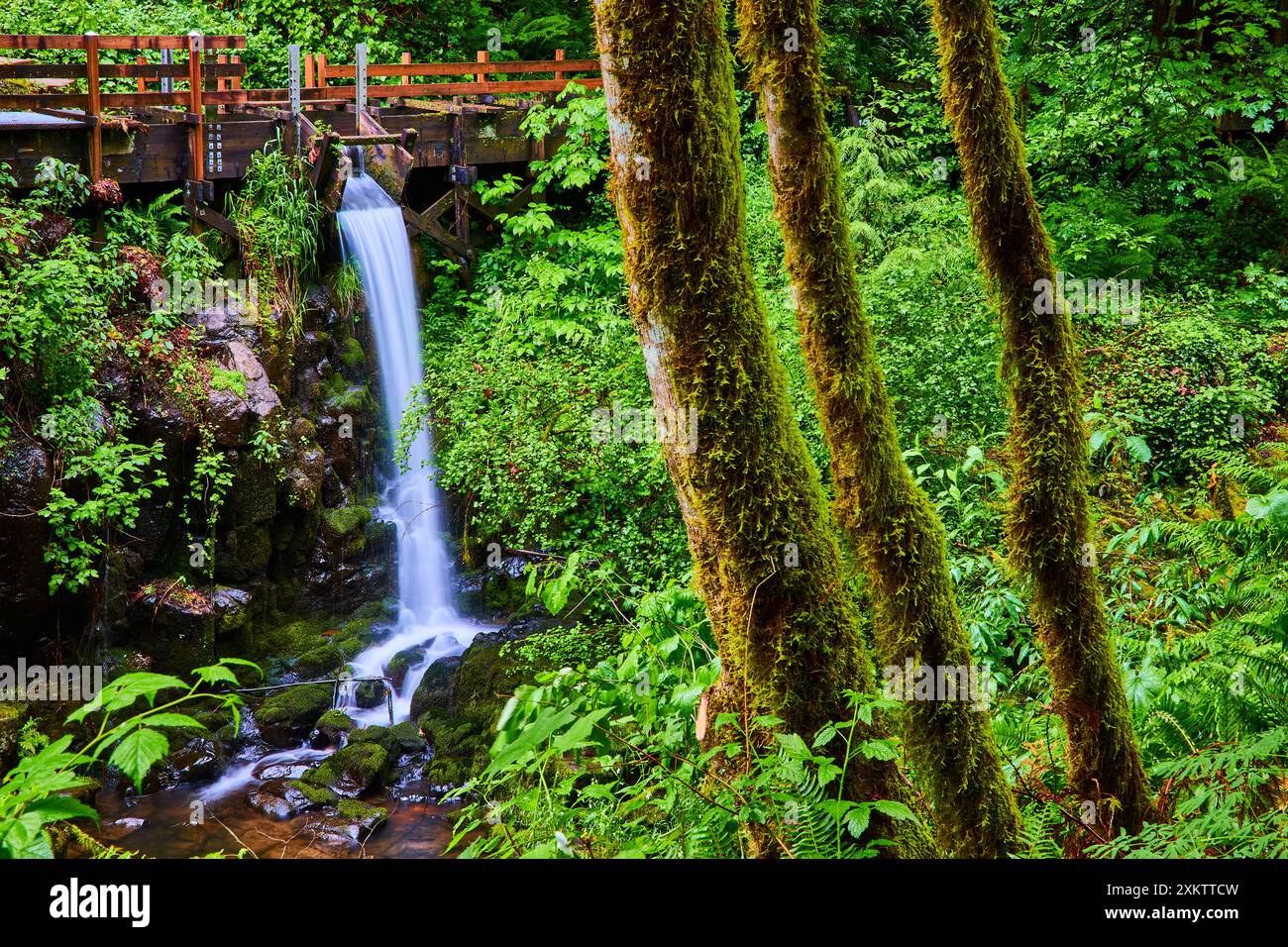 Waterfall Under Wooden Bridge in Lush Forest Perspective Stock Photo ...