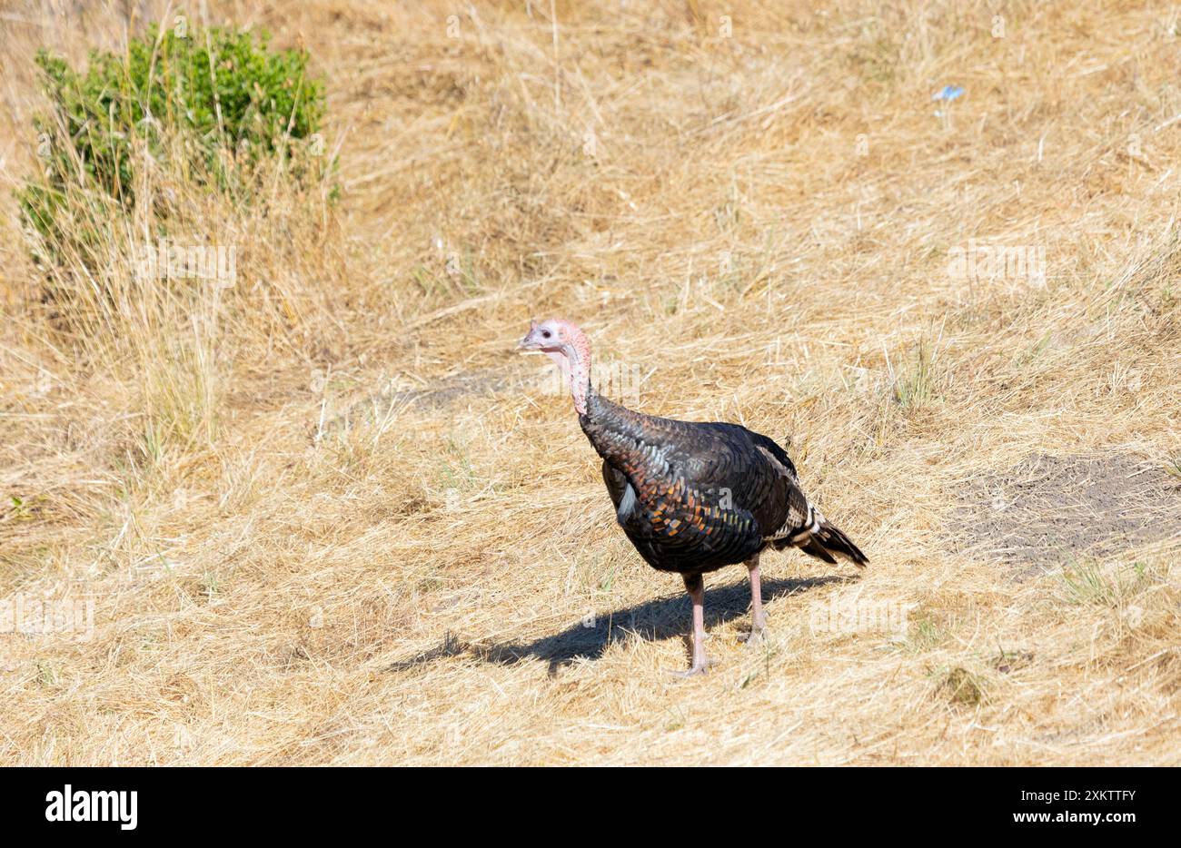 Turkey in grass hi-res stock photography and images - Alamy