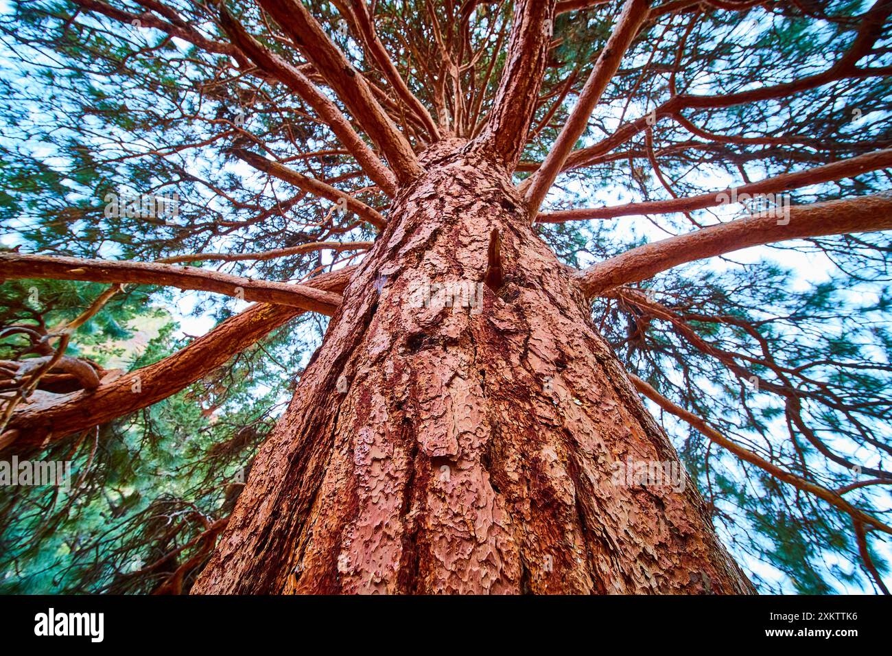 Natural form and perspective hi-res stock photography and images - Alamy