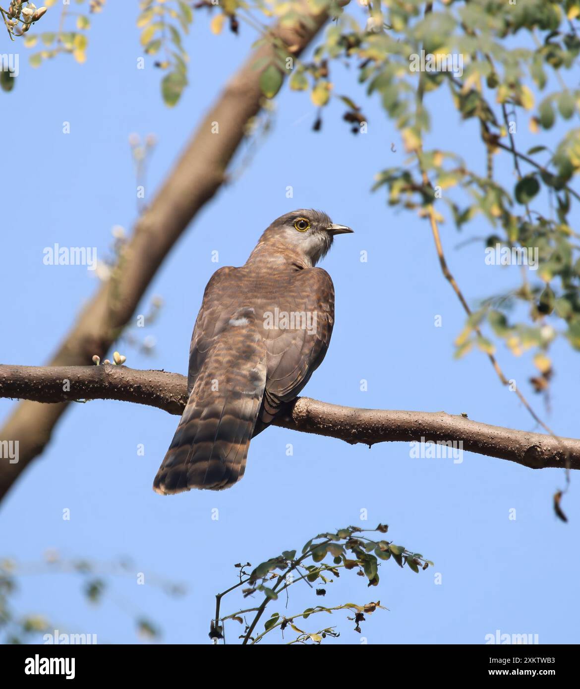 The common hawk-cuckoo (Hierococcyx varius), popularly known as the ...