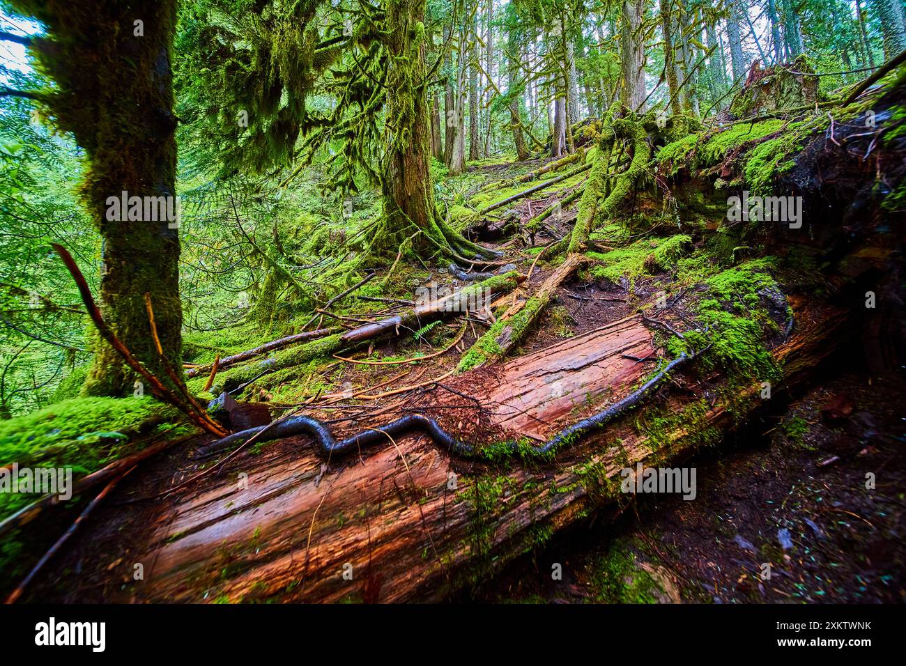 Ancient Moss-Covered Forest with Fallen Trees Low Tilt Perspective ...