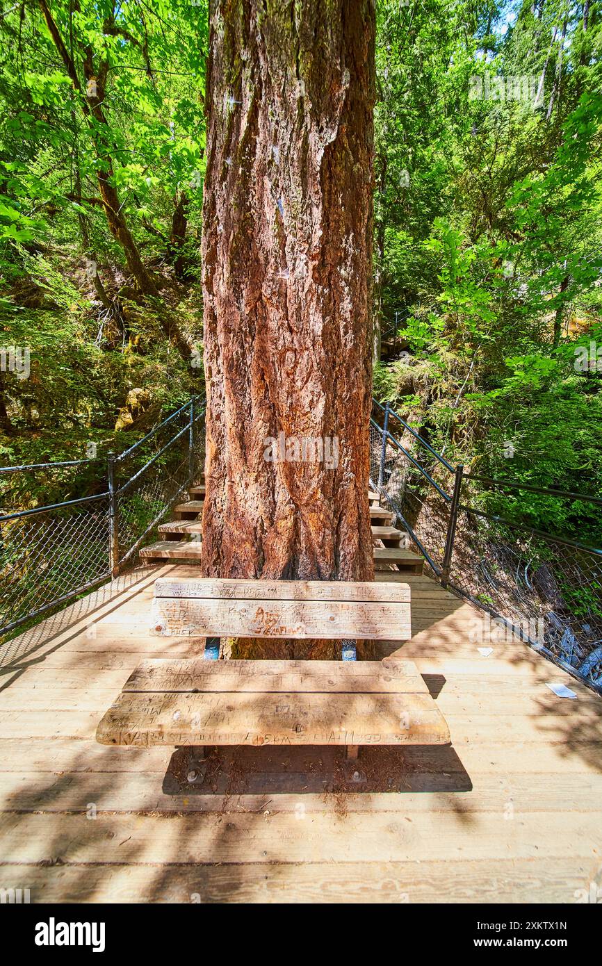 Textured Tree Trunk on Forest Trail with Wooden Walkway Perspective ...