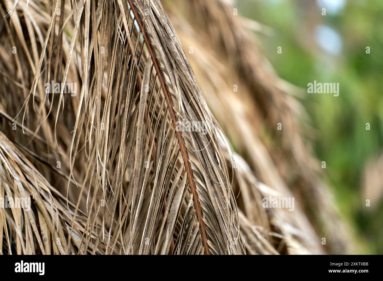 Dry dead palm tree on Florida home backyard Stock Photo - Alamy