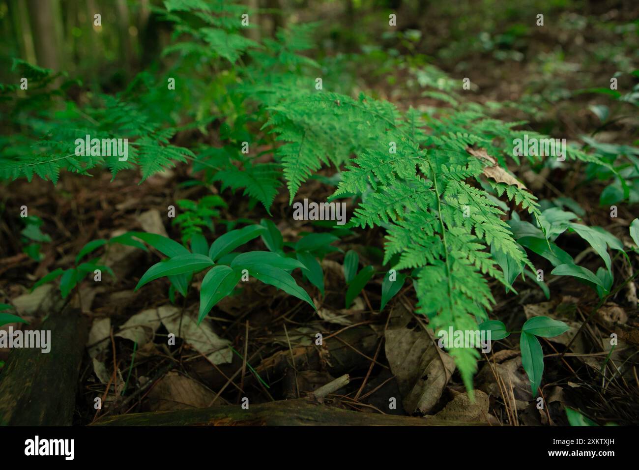 A fern in the forest Stock Photo - Alamy