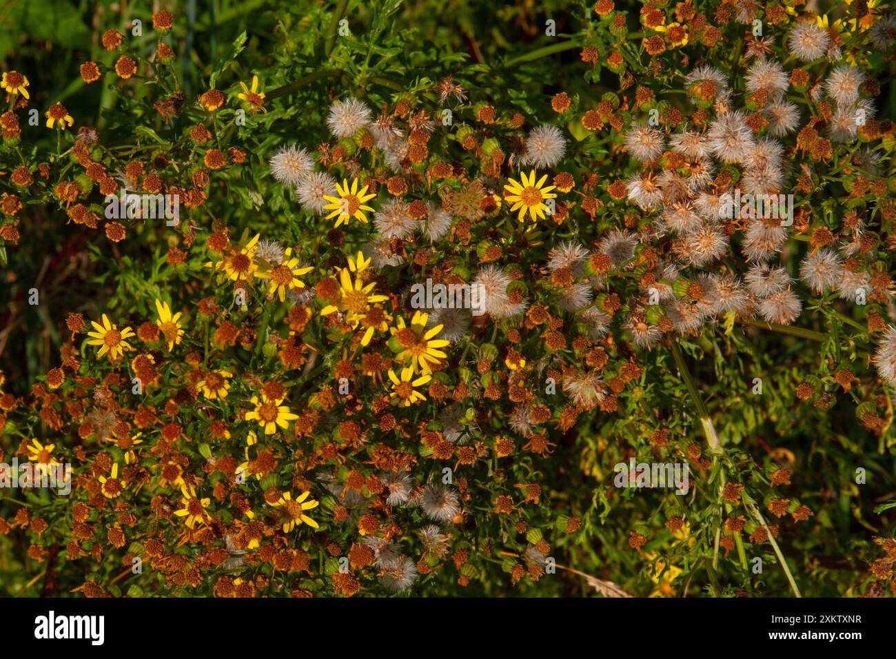 Dispersal area hi-res stock photography and images - Alamy