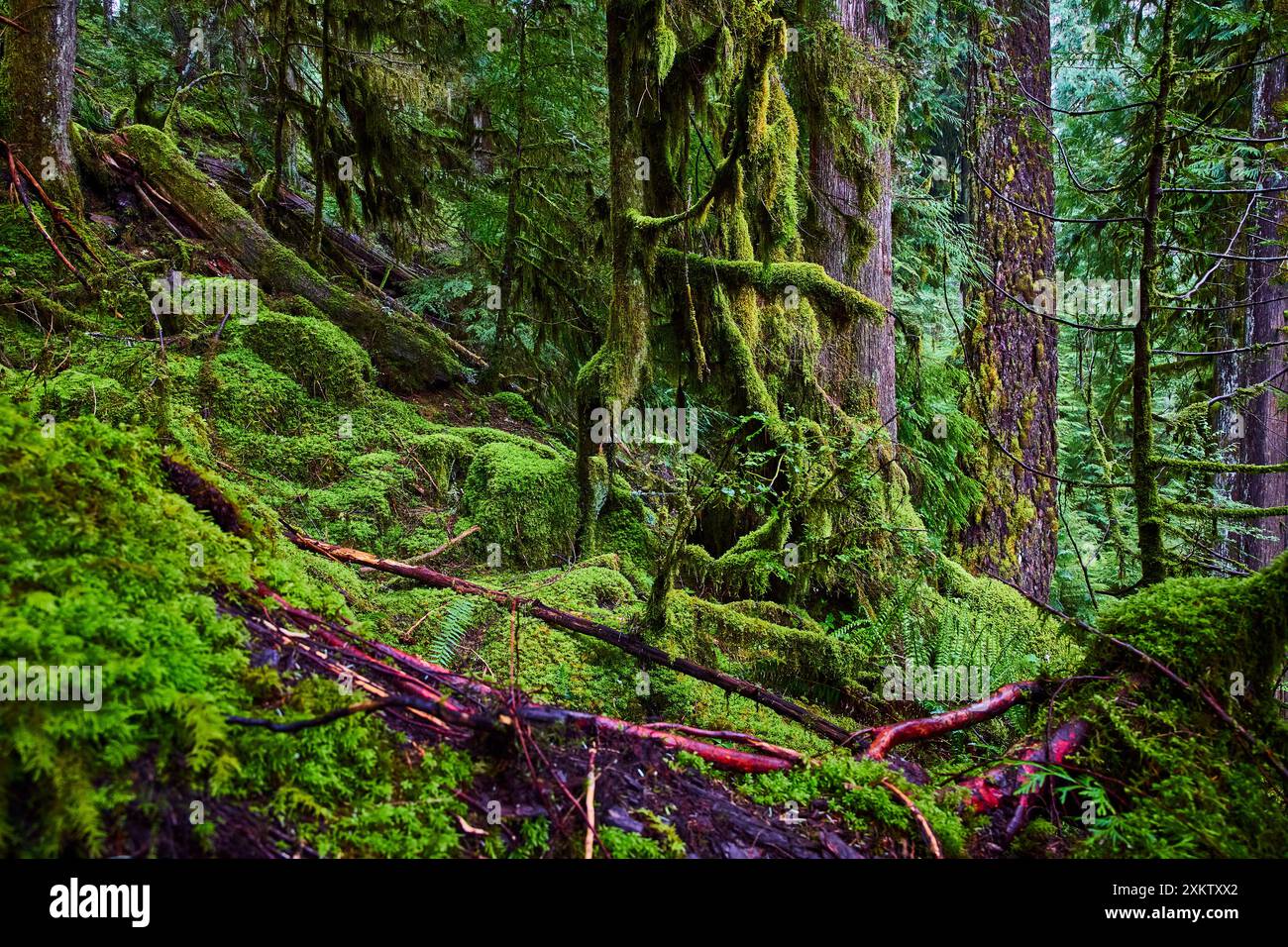 Lush Forest with Moss-Covered Trees and Ferns Ground-Level View Stock ...