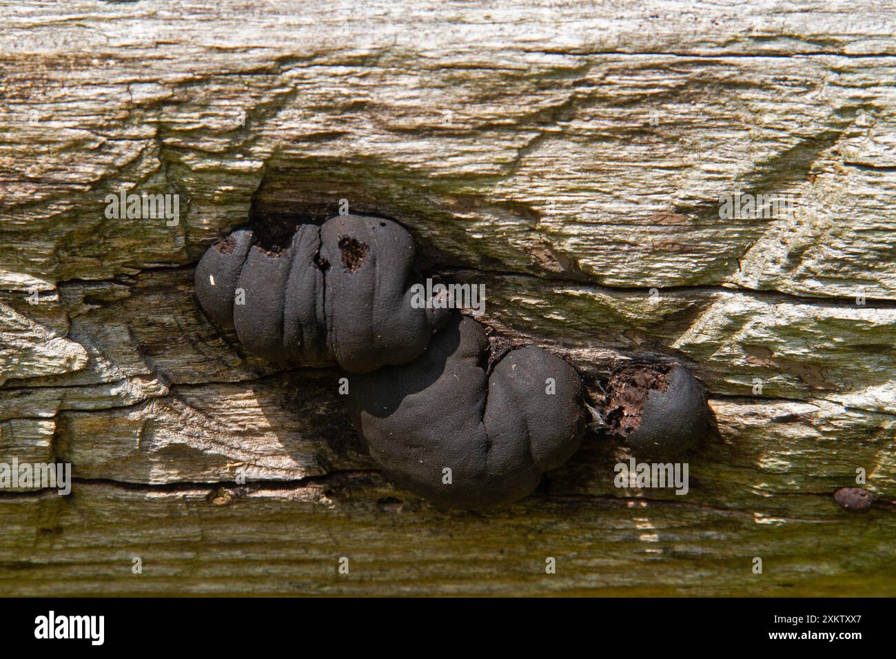 Coal fungus growing on decaying wood Stock Photo - Alamy
