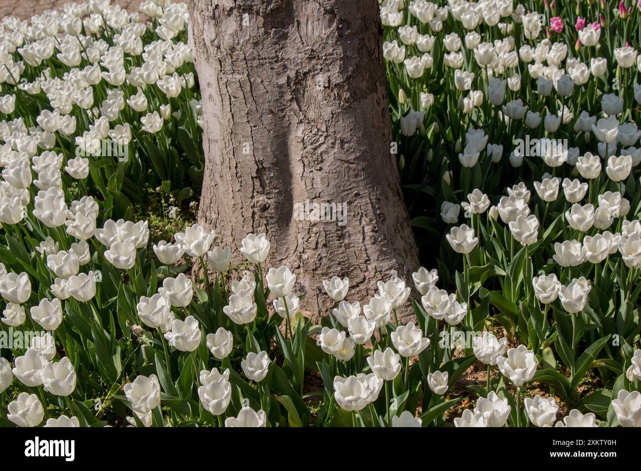 Tulip Flowers Blooming around tree trunk in Spring Season Stock Photo ...