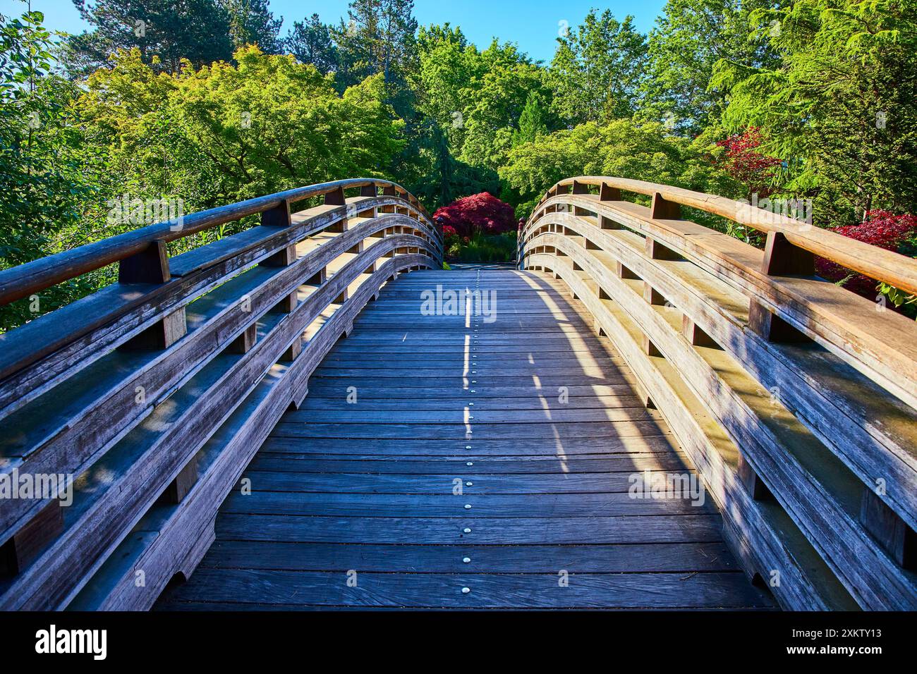 Curved Wooden Bridge Through Lush Park from Eye Level Perspective Stock ...