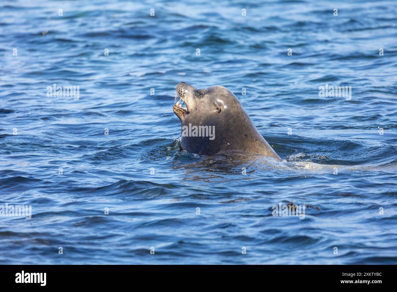 Large male sea lion swimming in the sea Stock Photo - Alamy
