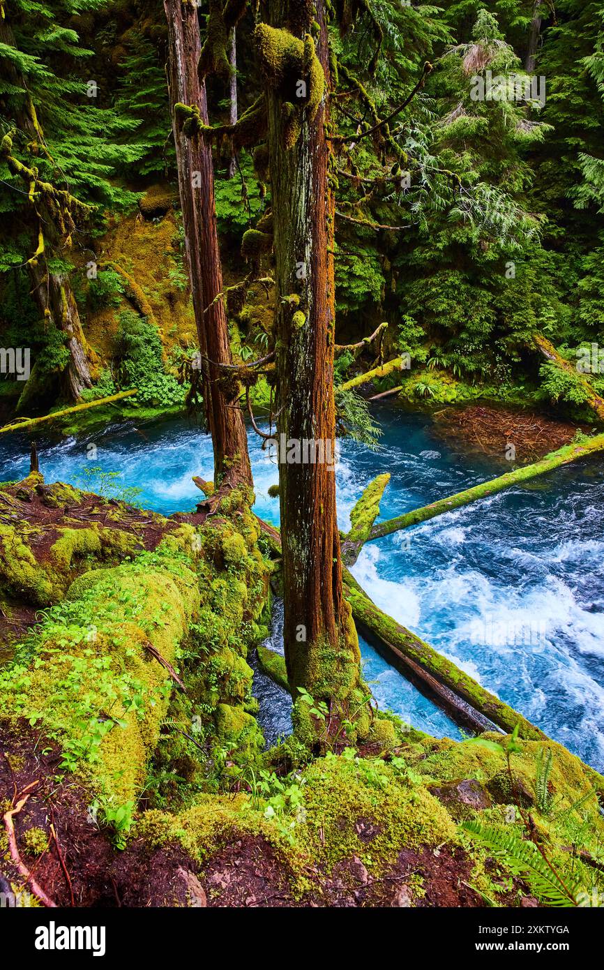 Lush Mossy Forest and River with Natural Log Bridge - Elevated View ...